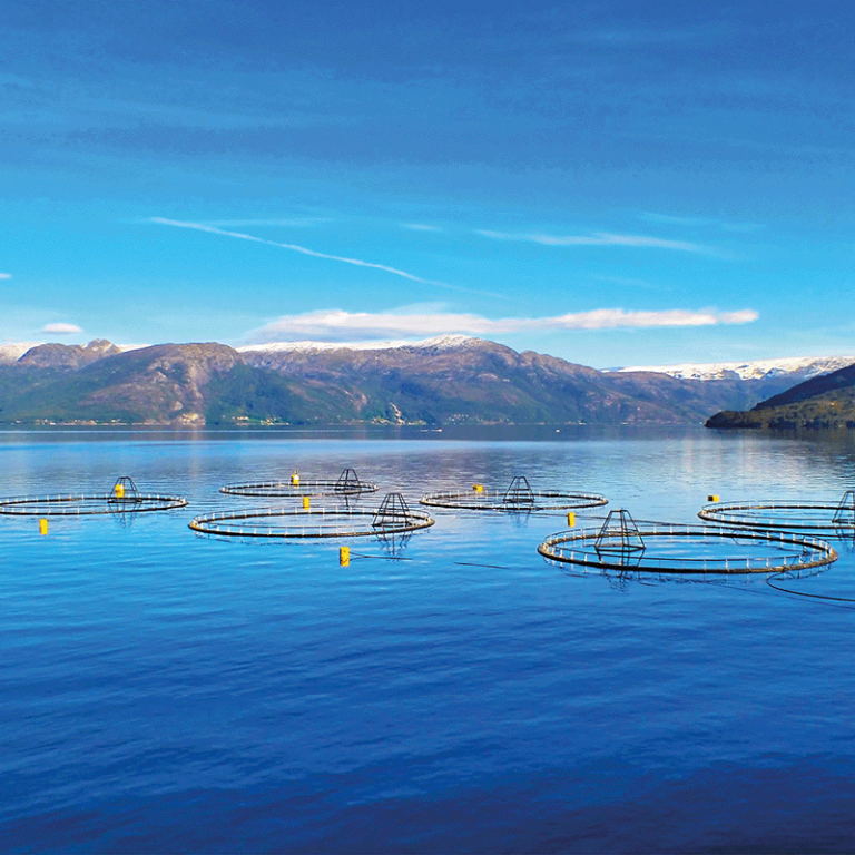 Fish Industry - Dunlop Hiflex